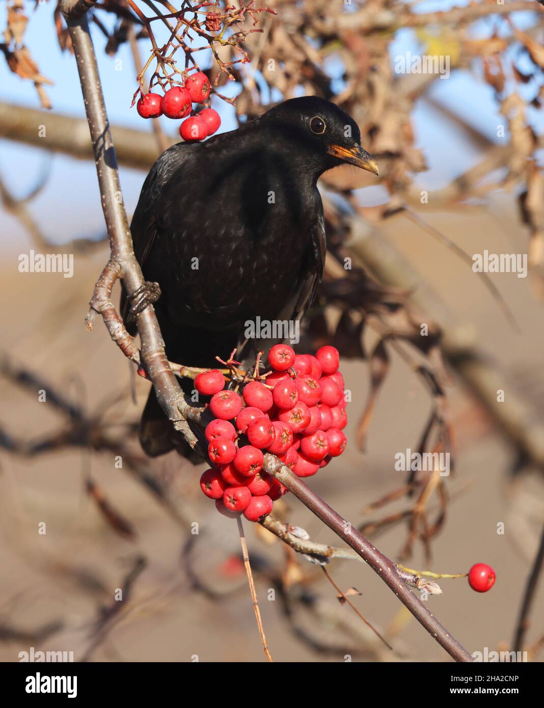 Beautiful Male Black Bird eating the red berries in my back garden ...