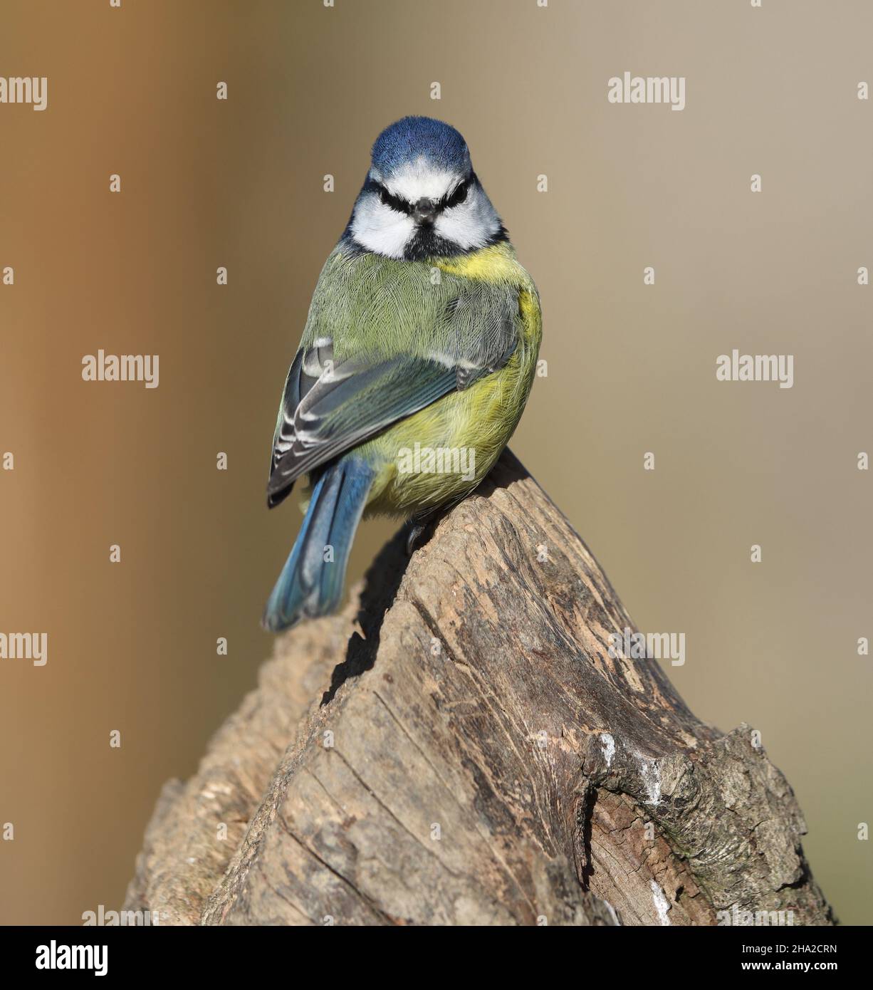 Blue Tit in an Oak Tree in the Cotswold Hills UK Stock Photo - Alamy