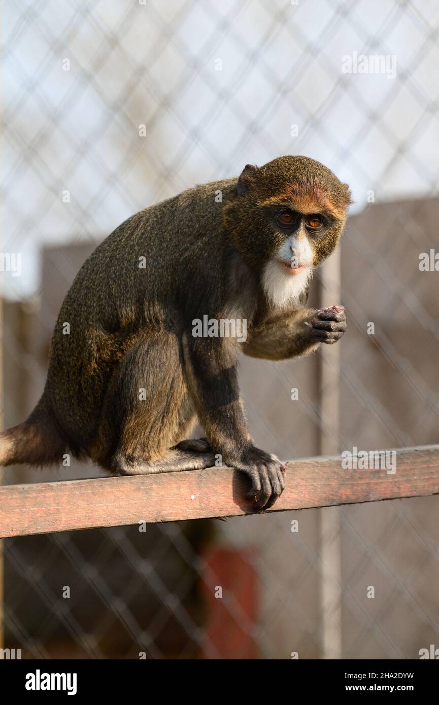 De Brazza monkey Cercopithecus zanectus from Africa in captivity ...