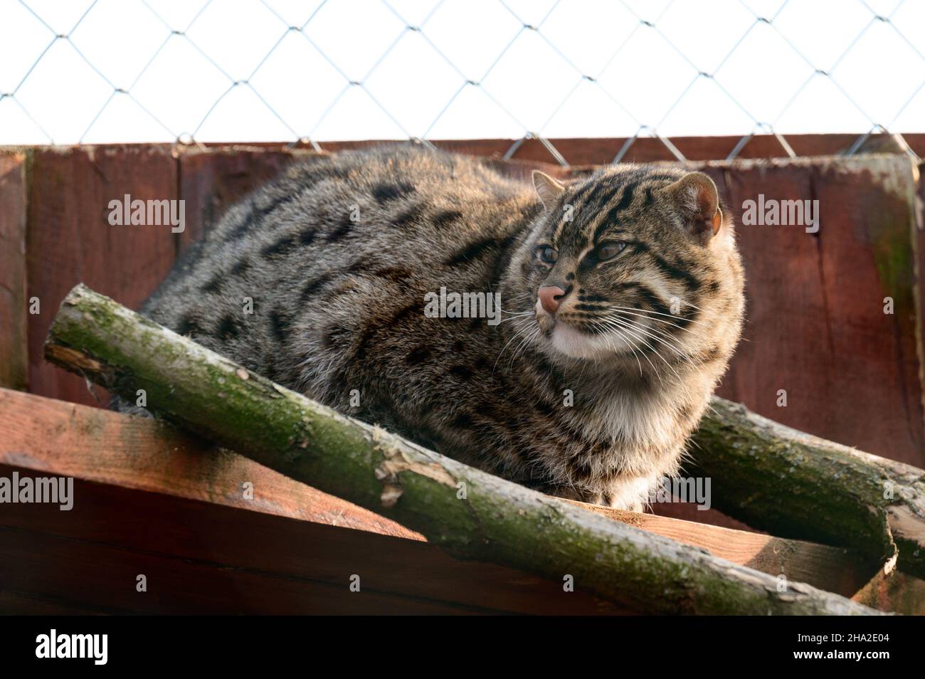 Red book animal cat fisherman, endangered species of cats predators ...