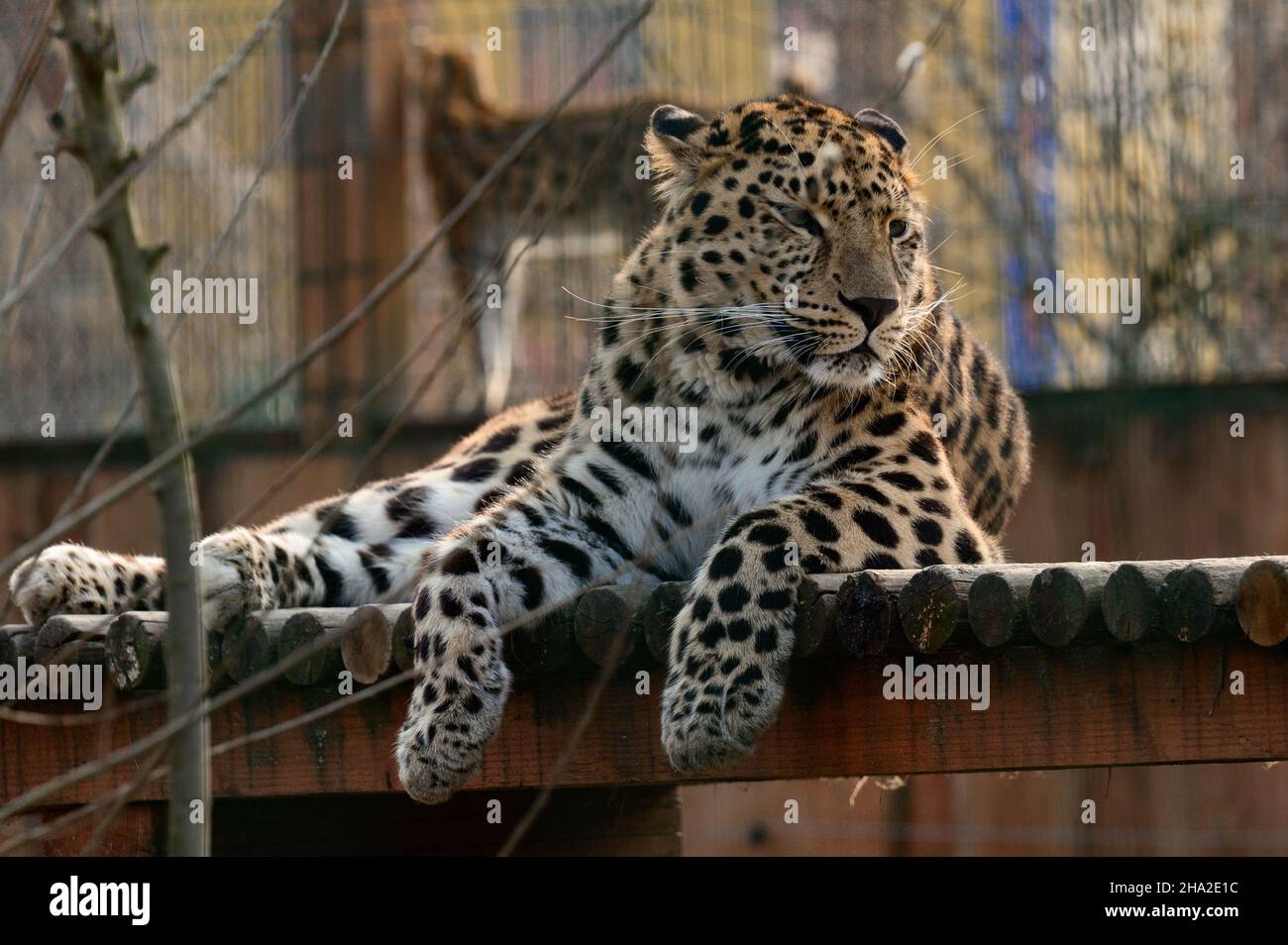 Spotted African geopard, wild and big pussy in the zoo, a slave in the zoo Stock Photo - Alamy