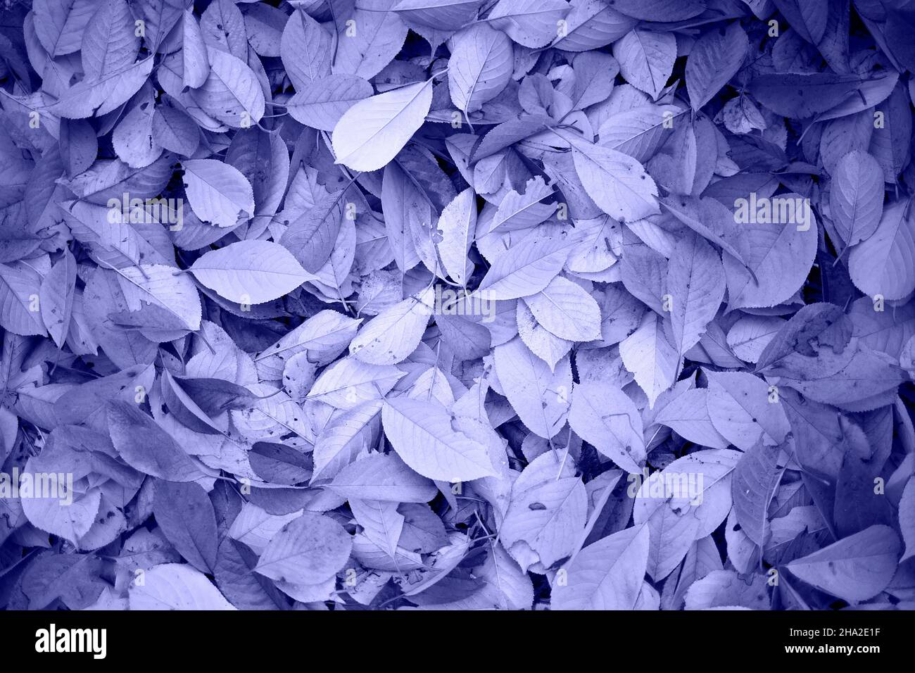 color of the year 2022. The background of the leaves is very peri ...