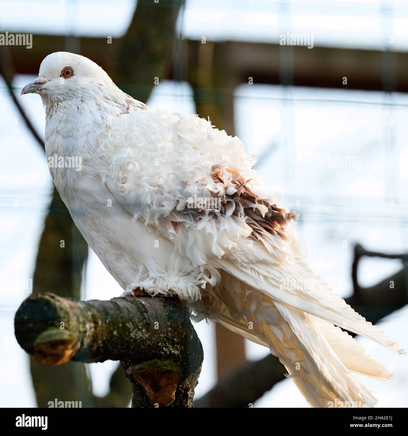 white dove in the zoo, a bird in captivity, a dove sitting on a branch ...