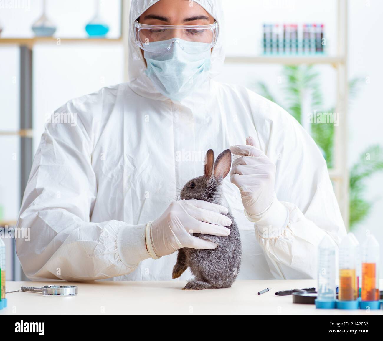 The scientist doing testing on animals rabbit Stock Photo - Alamy