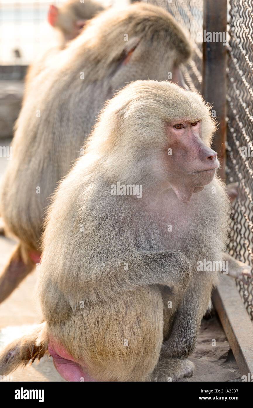 baboon hamadryad in the zoo, the life of an animal in captivity ...