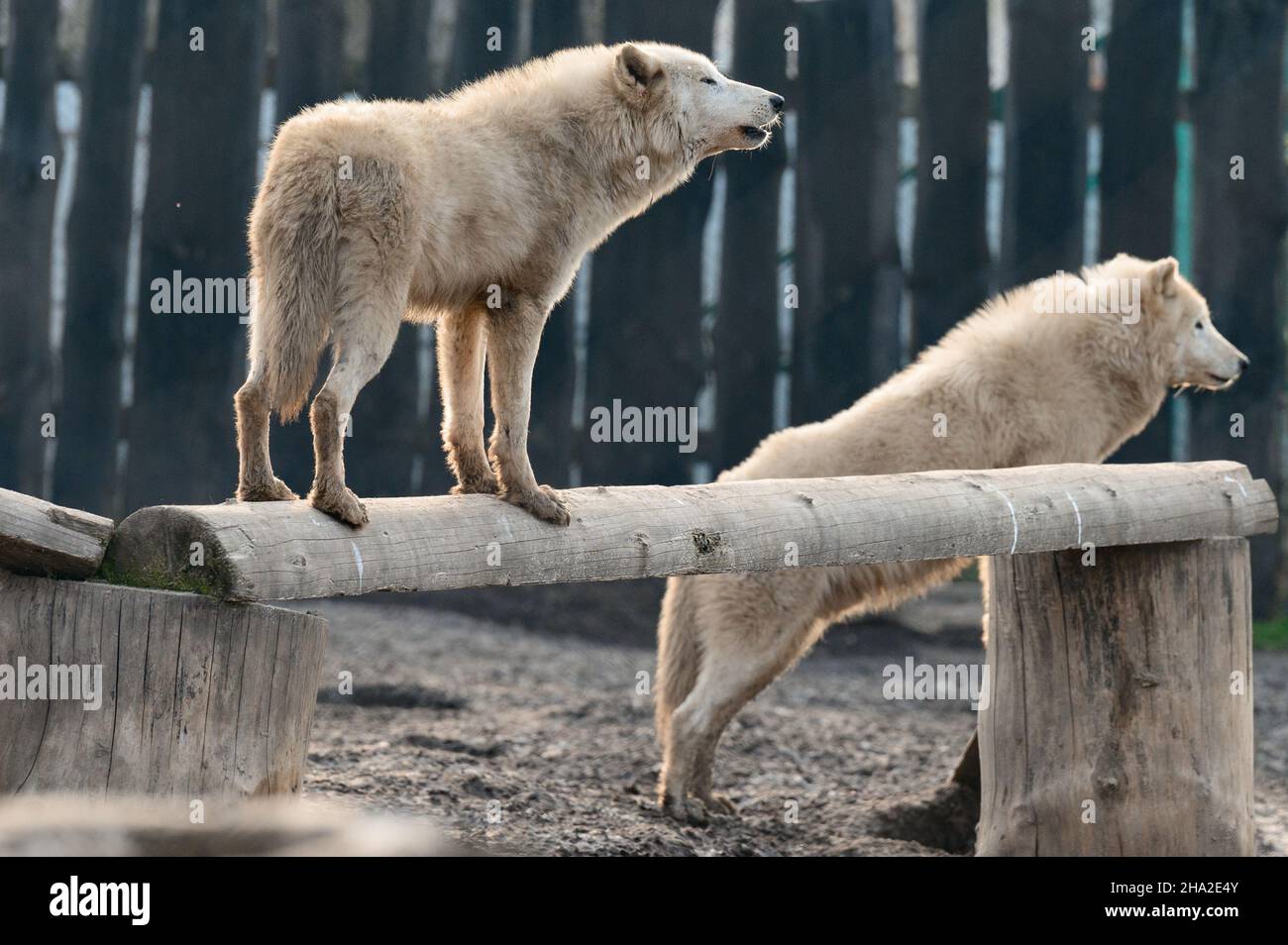 A group of white wolves in a zoo, a white predator, howling wolves ...