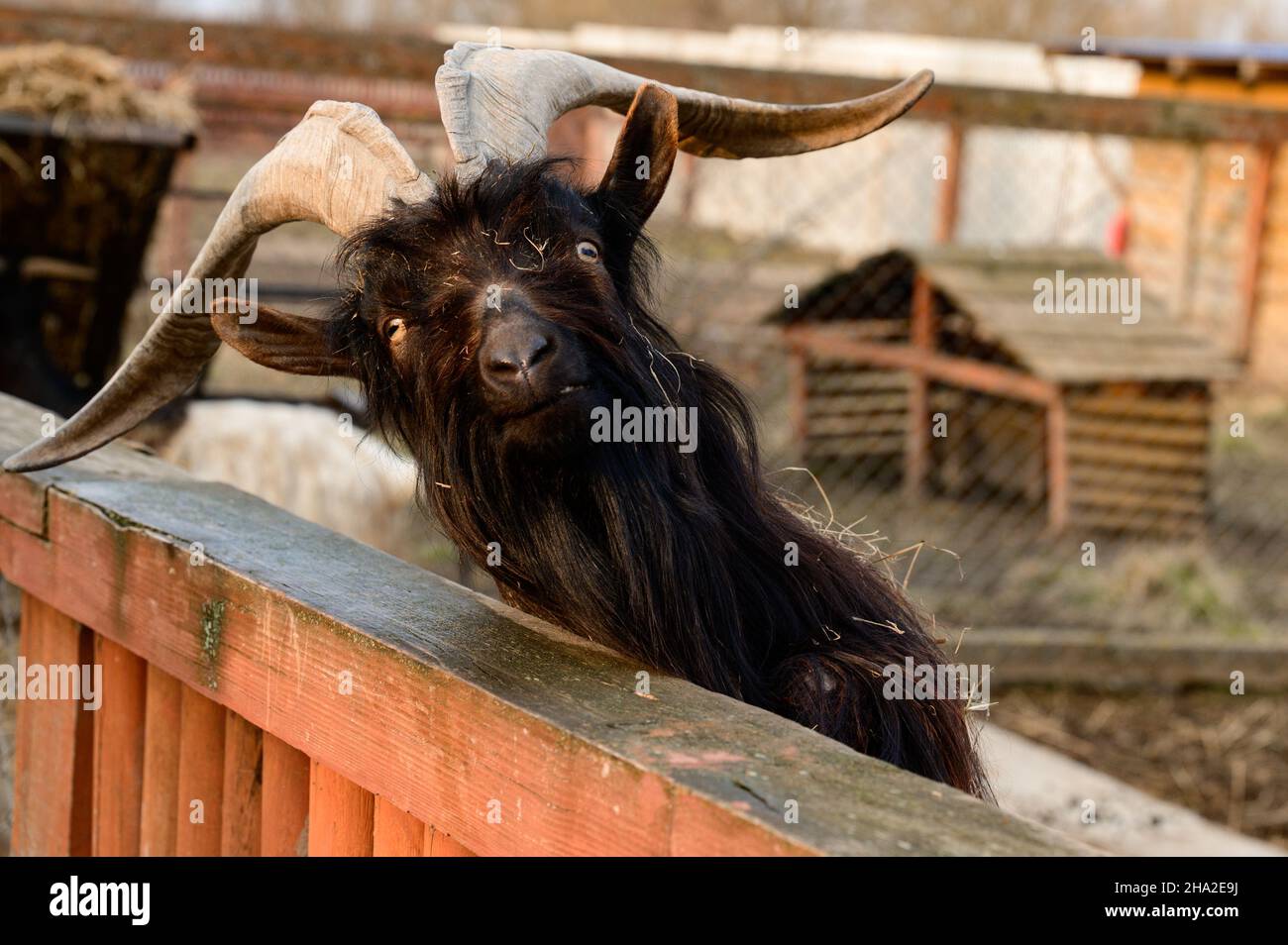 Welsh goat with large and sharp horns, a zoo with unusual animals ...