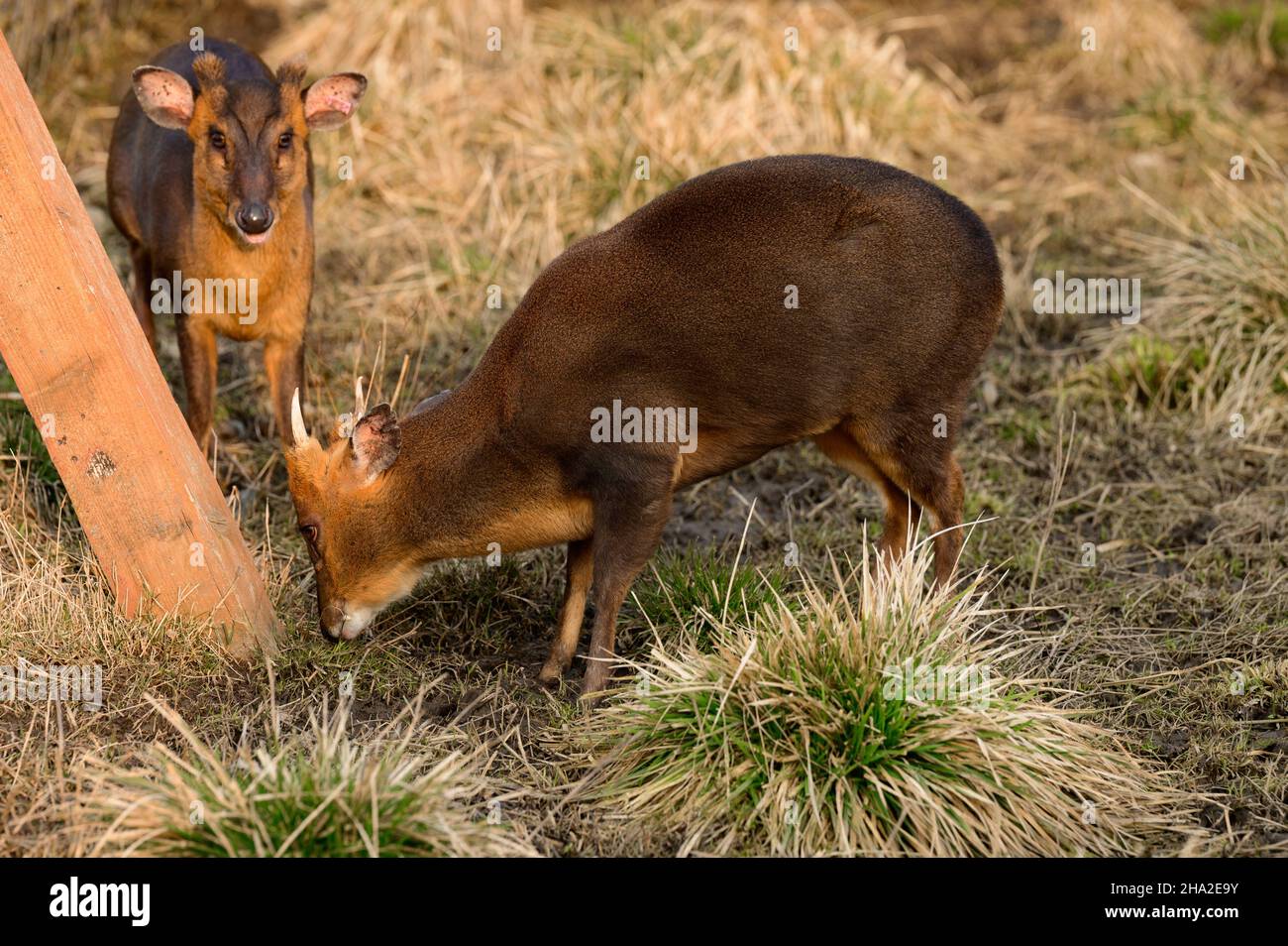 Small Chinese muntjaki in a zoo, an animal with small horns. new Stock ...