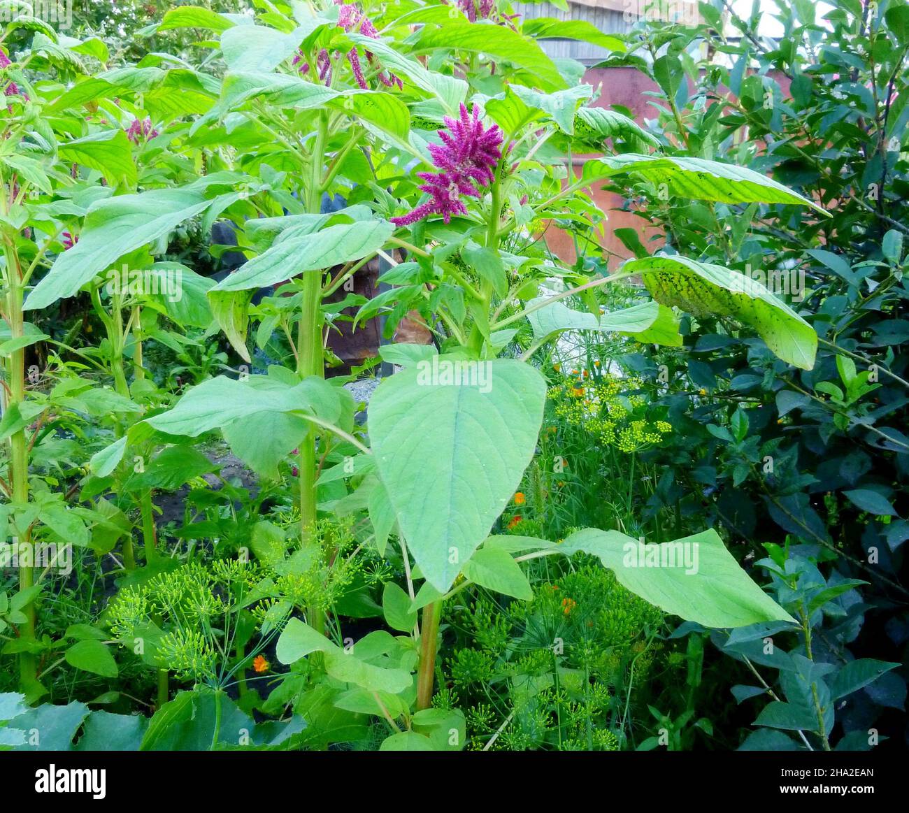 Amaranth flowers and plant, top view, garden in Siberia Russia Stock ...