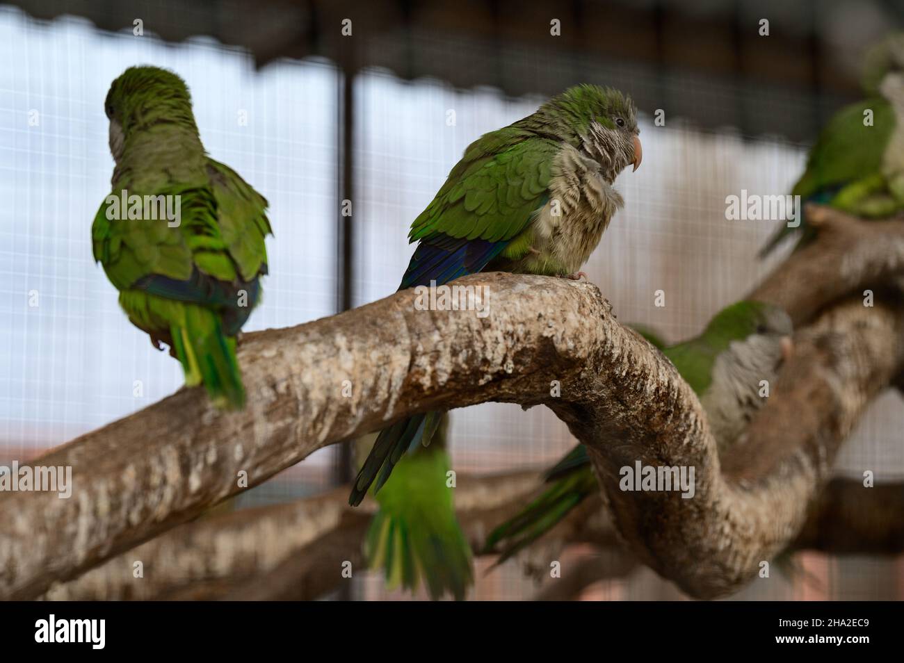 monk parrot in zoo cages, colorful and funny birds, heat-loving birds ...