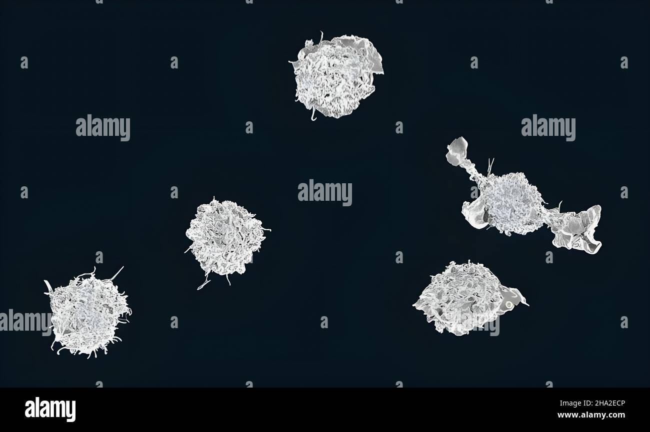 Macrophage white blood cell hi-res stock photography and images - Alamy