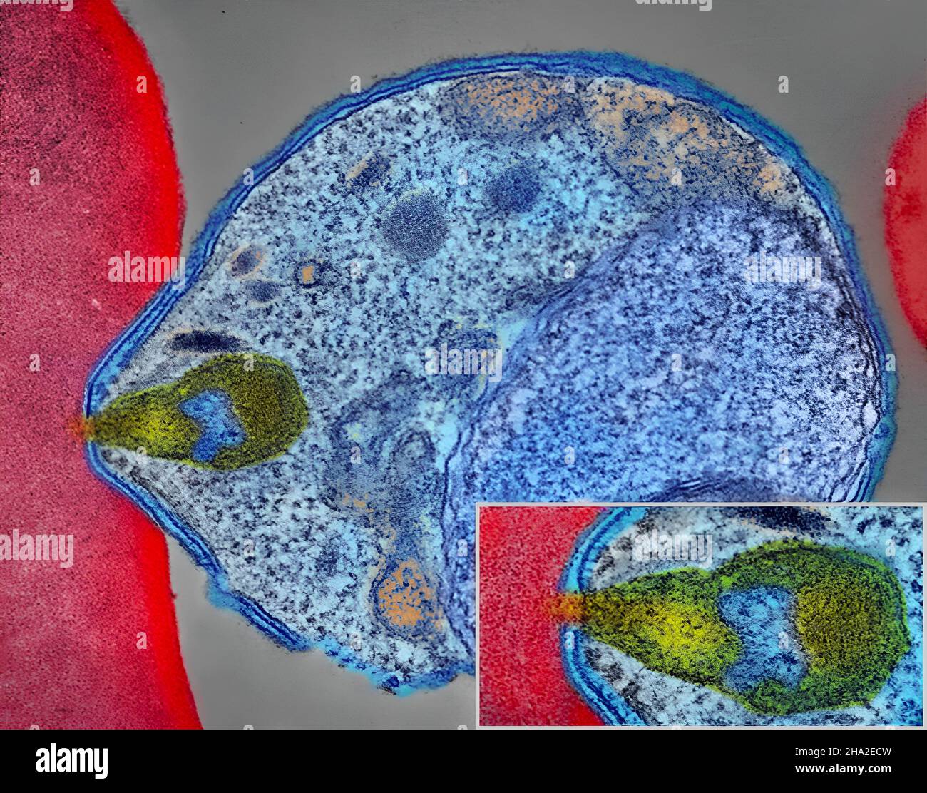 Malaria parasite connecting to human red blood cell Stock Photo - Alamy