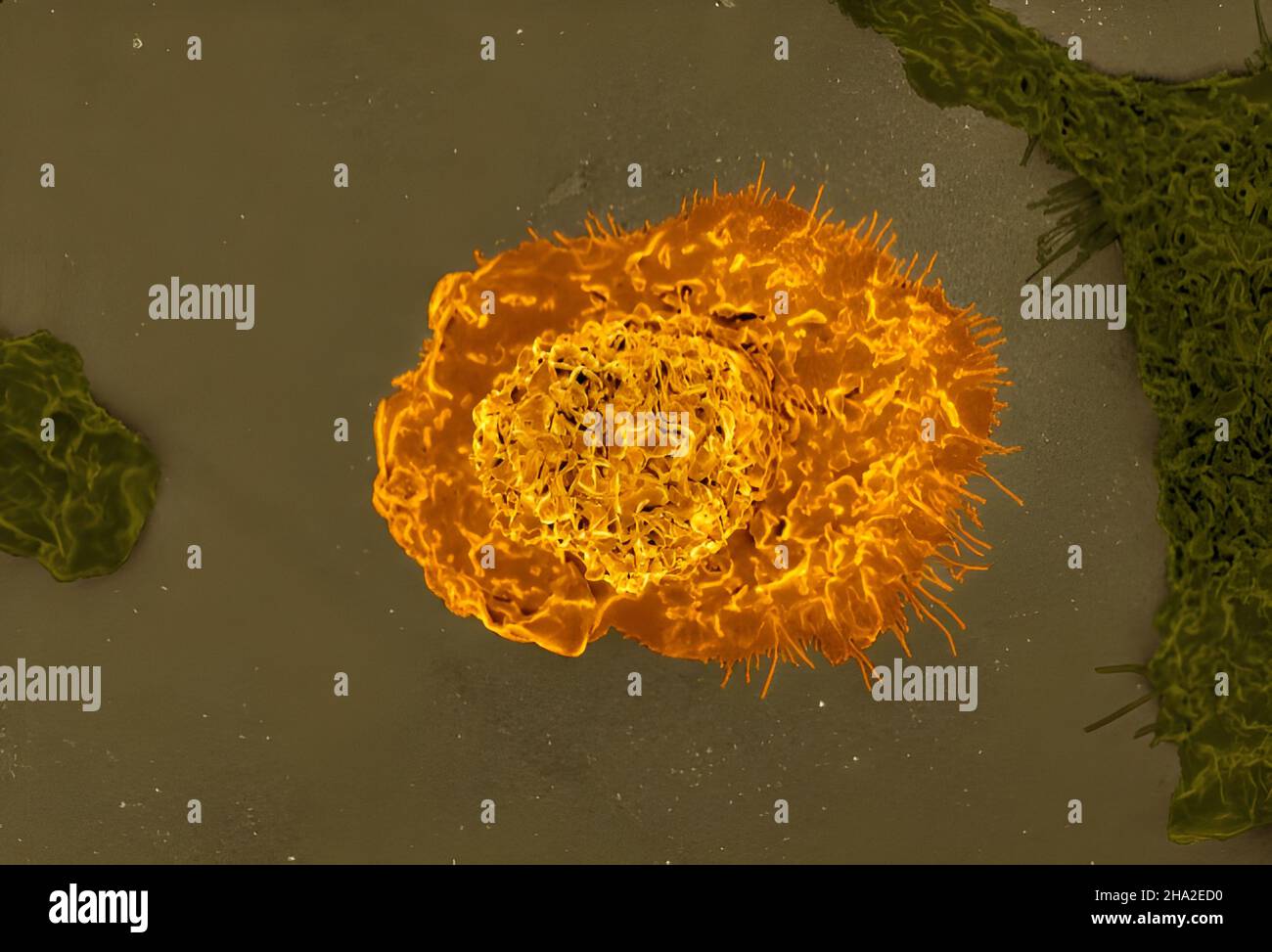 Macrophage white blood cell hi-res stock photography and images - Alamy