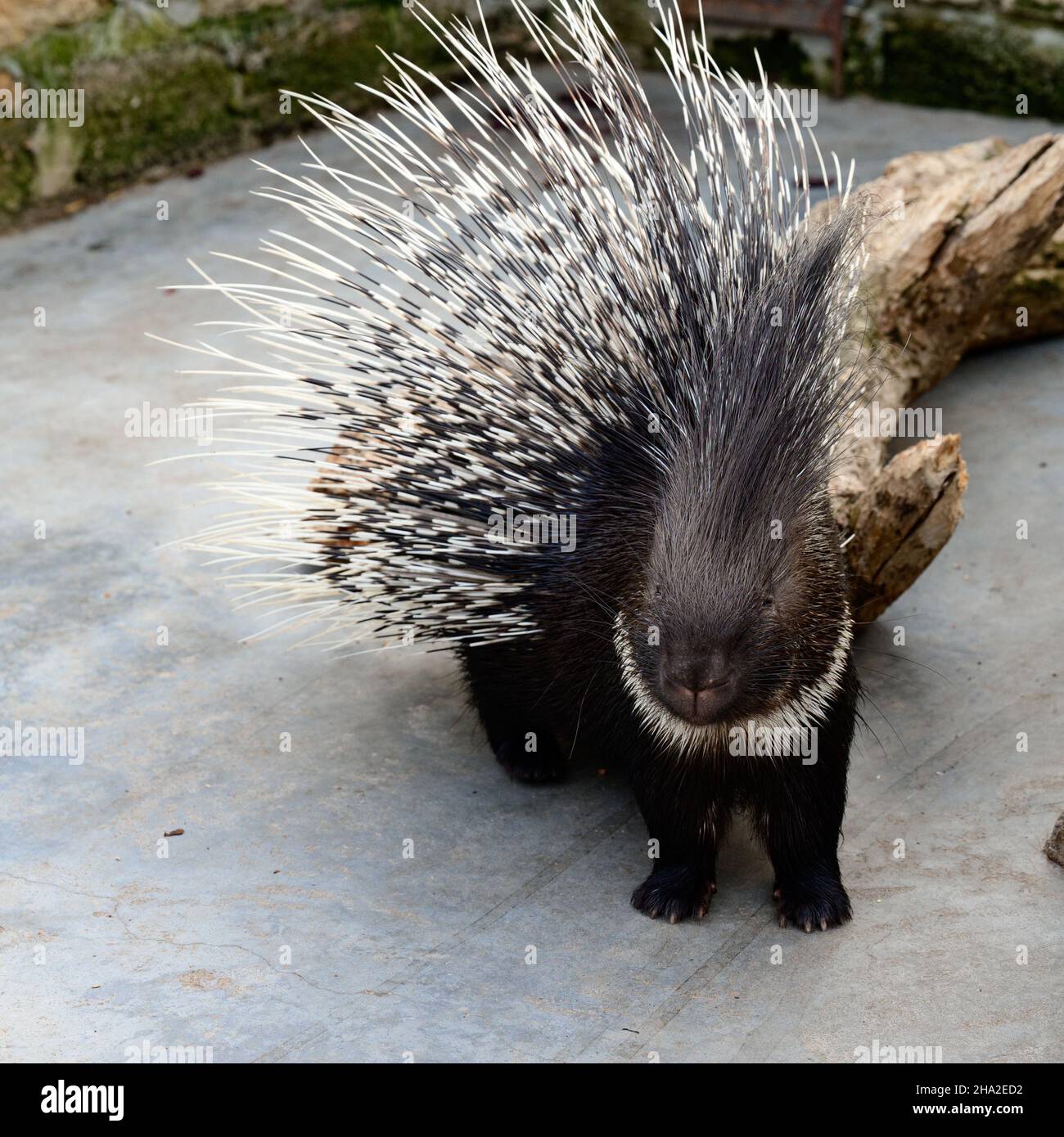 porcupine prickly animal with needles on its back, a resident of the ...