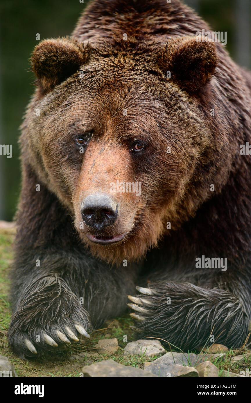 Big brown bear lying, big forest predator close up, big paw and sharp ...
