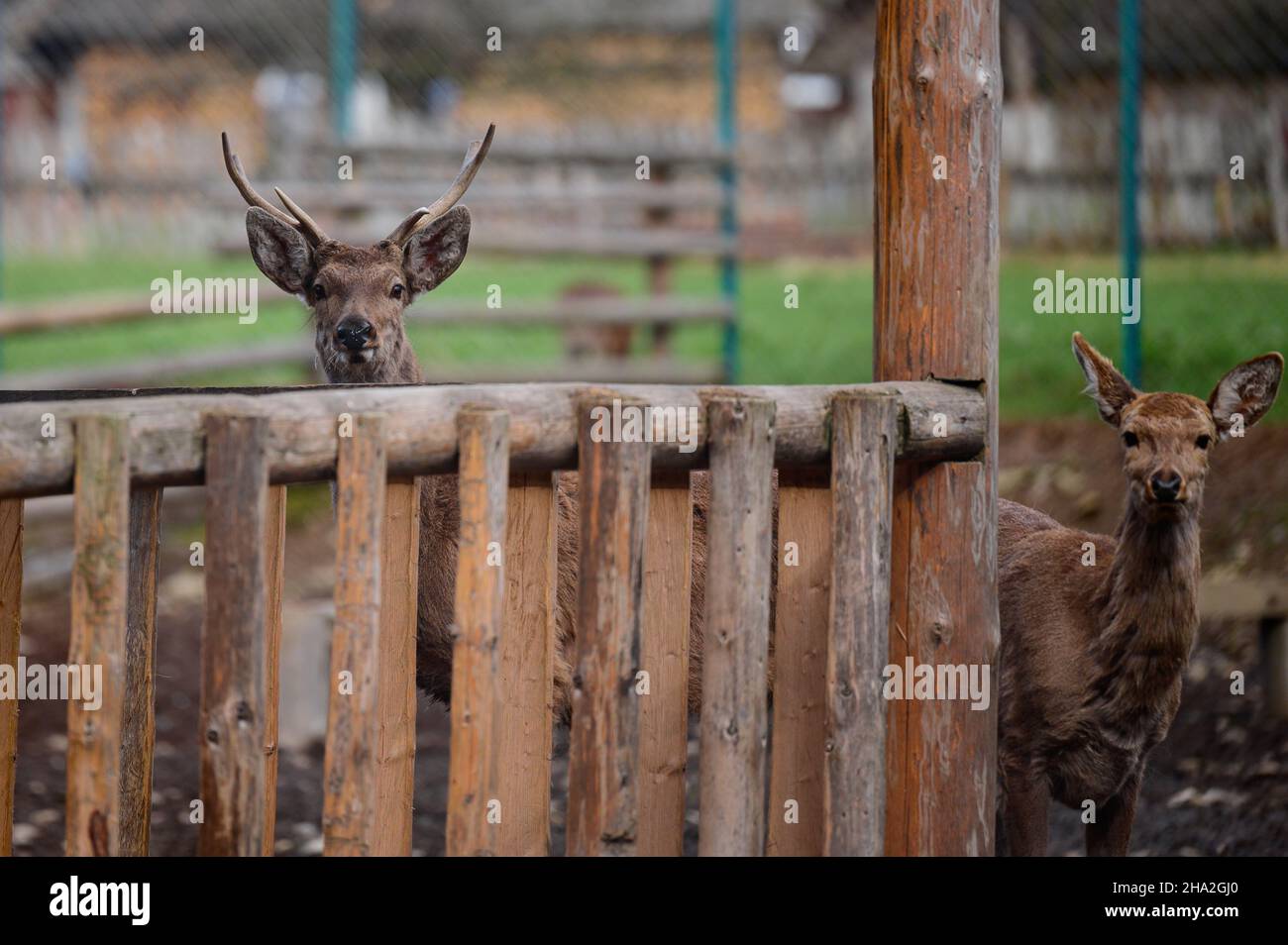 Little deer eat hay, a group of deer in a zoo, a zoo in Ukraine Stock ...