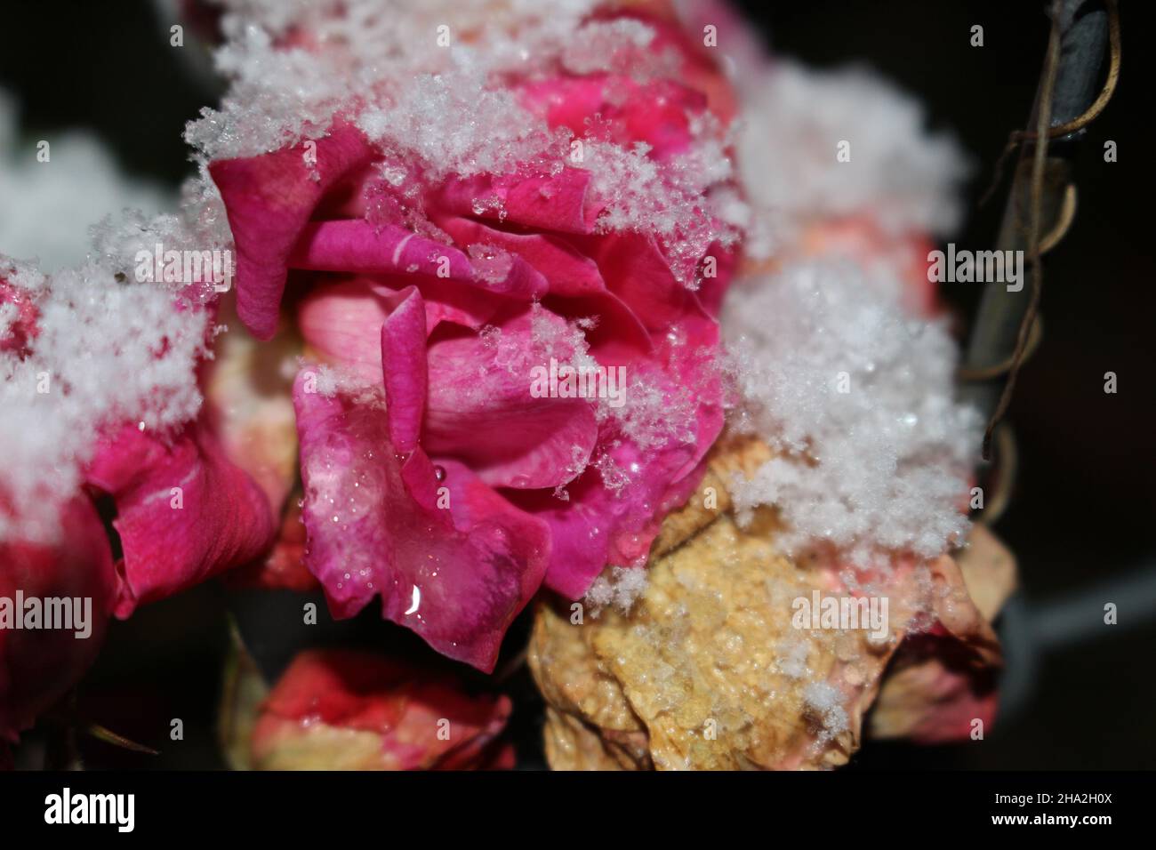 Freshly fallen snow on a pink rose with a dried out rose beneath also ...