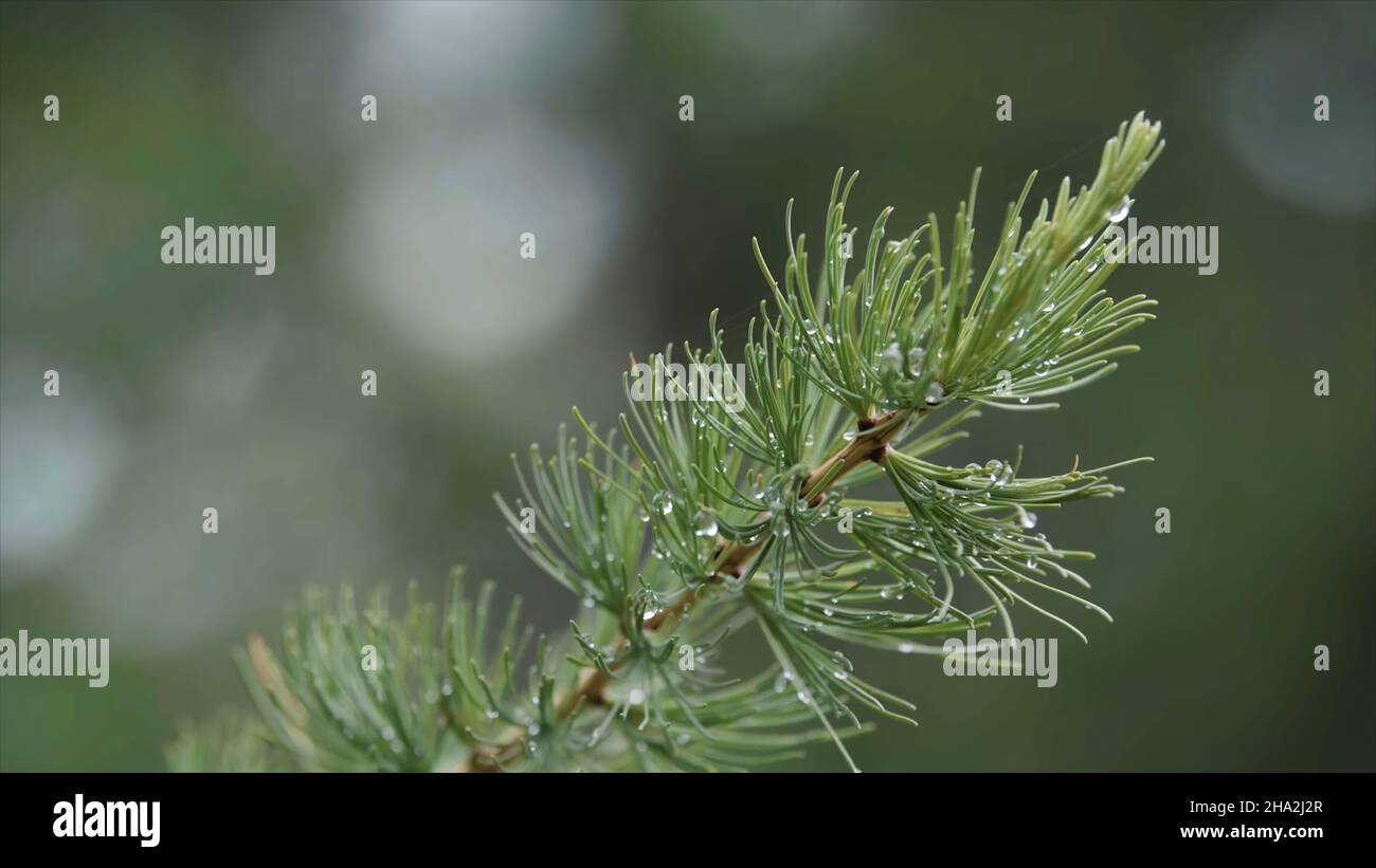 Close-up view of the green fresh needles of larch covered with drops of ...