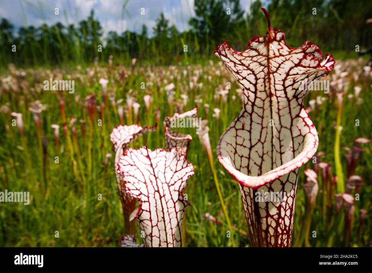 Detail of a pitcher of Sarracenia leucophylla, the white pitcher plant ...