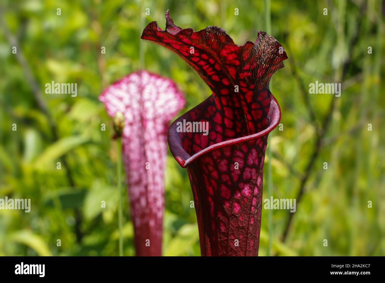 Dark red pitcher of Sarracenia leucophylla, the white pitcher plant ...