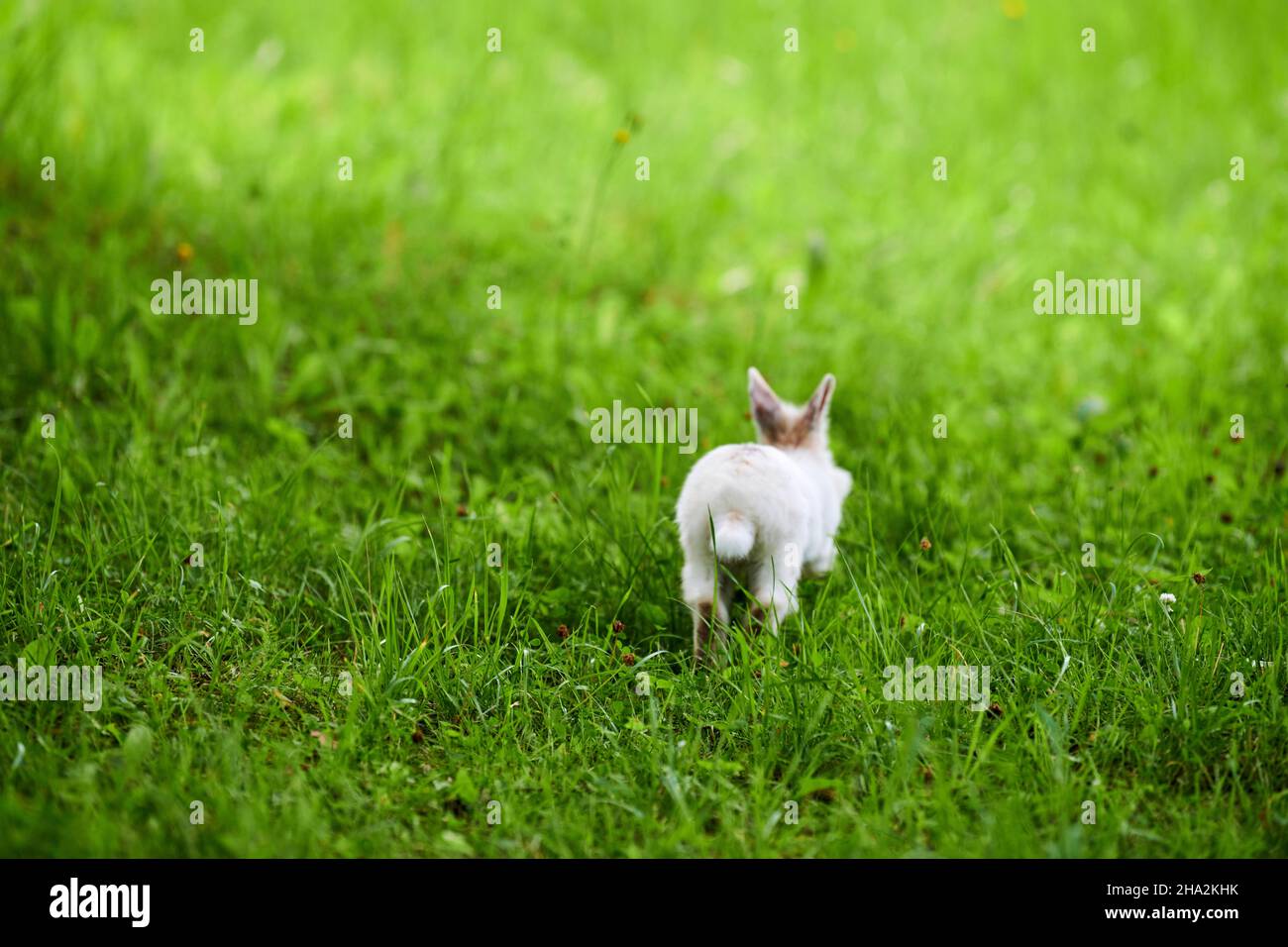 Alice in wonderland running rabbit hi-res stock photography and images ...
