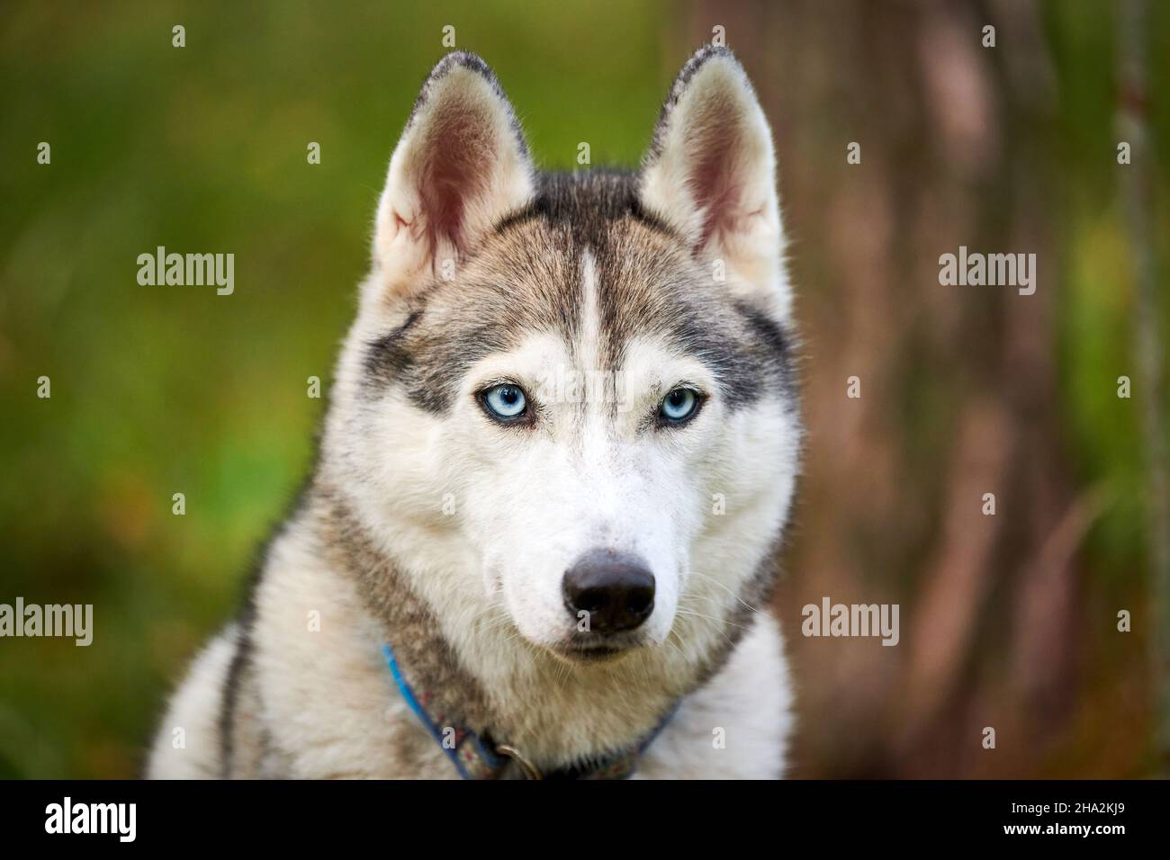 Purebred Siberian Husky dog with beautiful blue eyes in collar ...