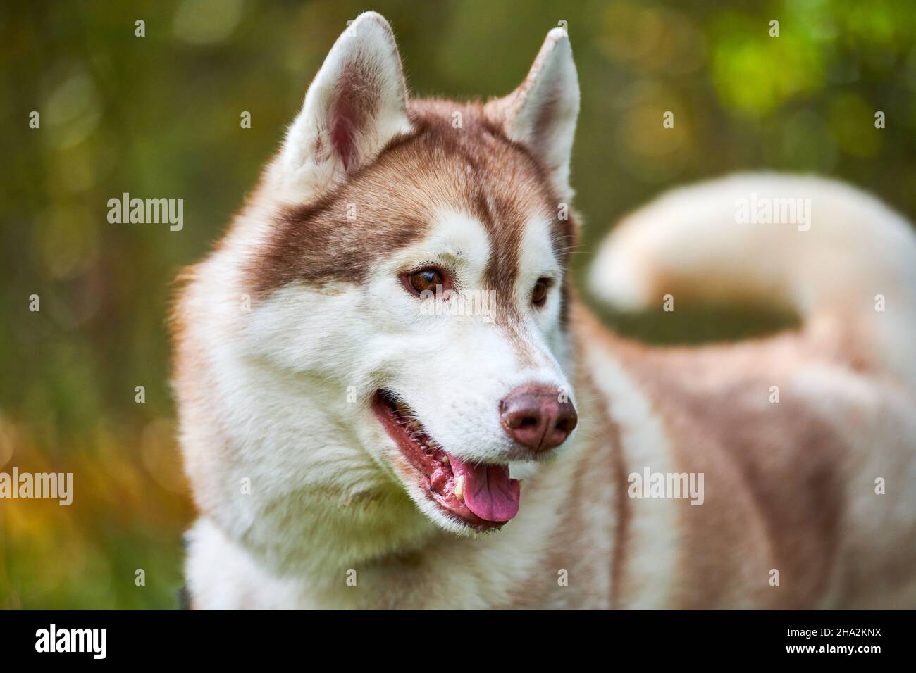 Purebred Siberian Husky dog sticking out tongue, blurred green natural ...