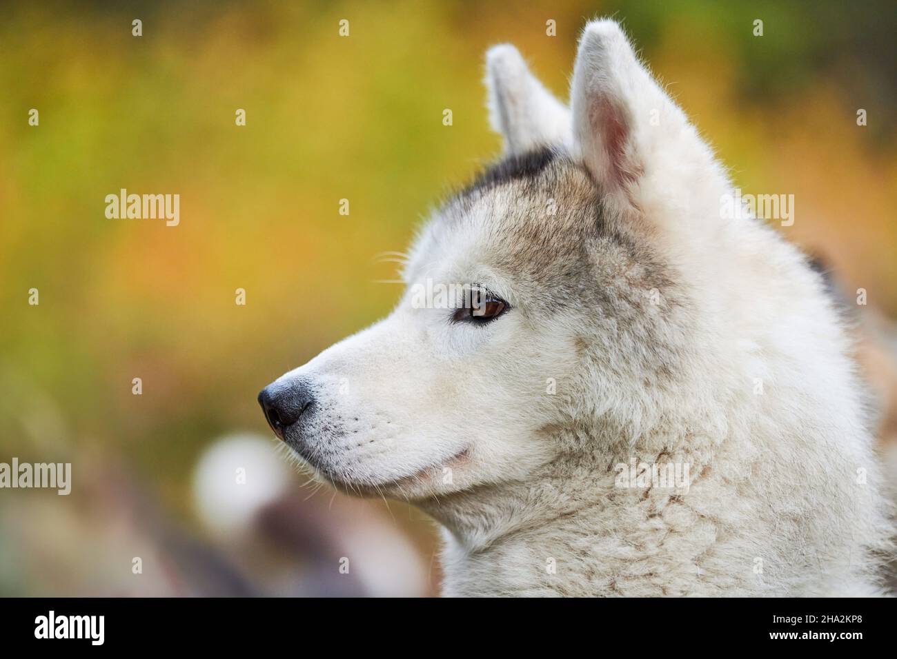 Siberian Husky portrait close up, Siberian Husky face side view with ...