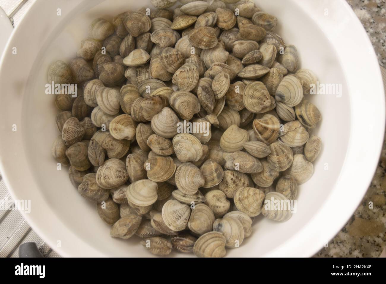 fresh clams to purge in a bowl with water Stock Photo - Alamy