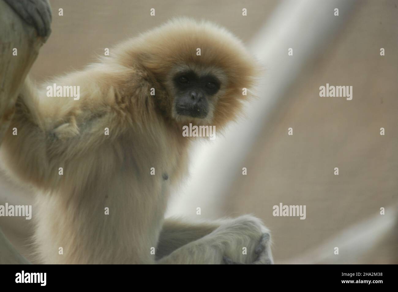 A monkey with thick white and gold hair looking towards the camera and ...