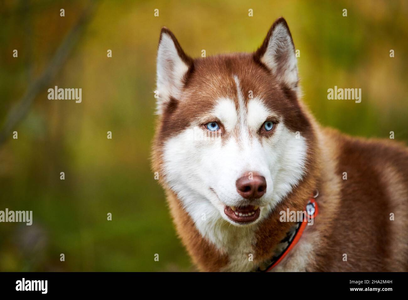 Siberian Husky dog in collar with open mouth, blurred forest background ...