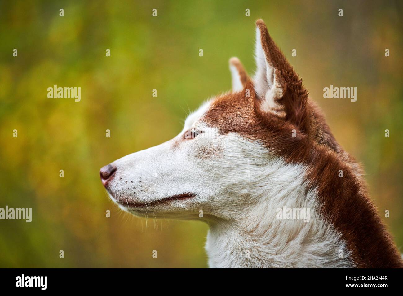 Siberian Husky portrait close up, Siberian Husky face side view with ...