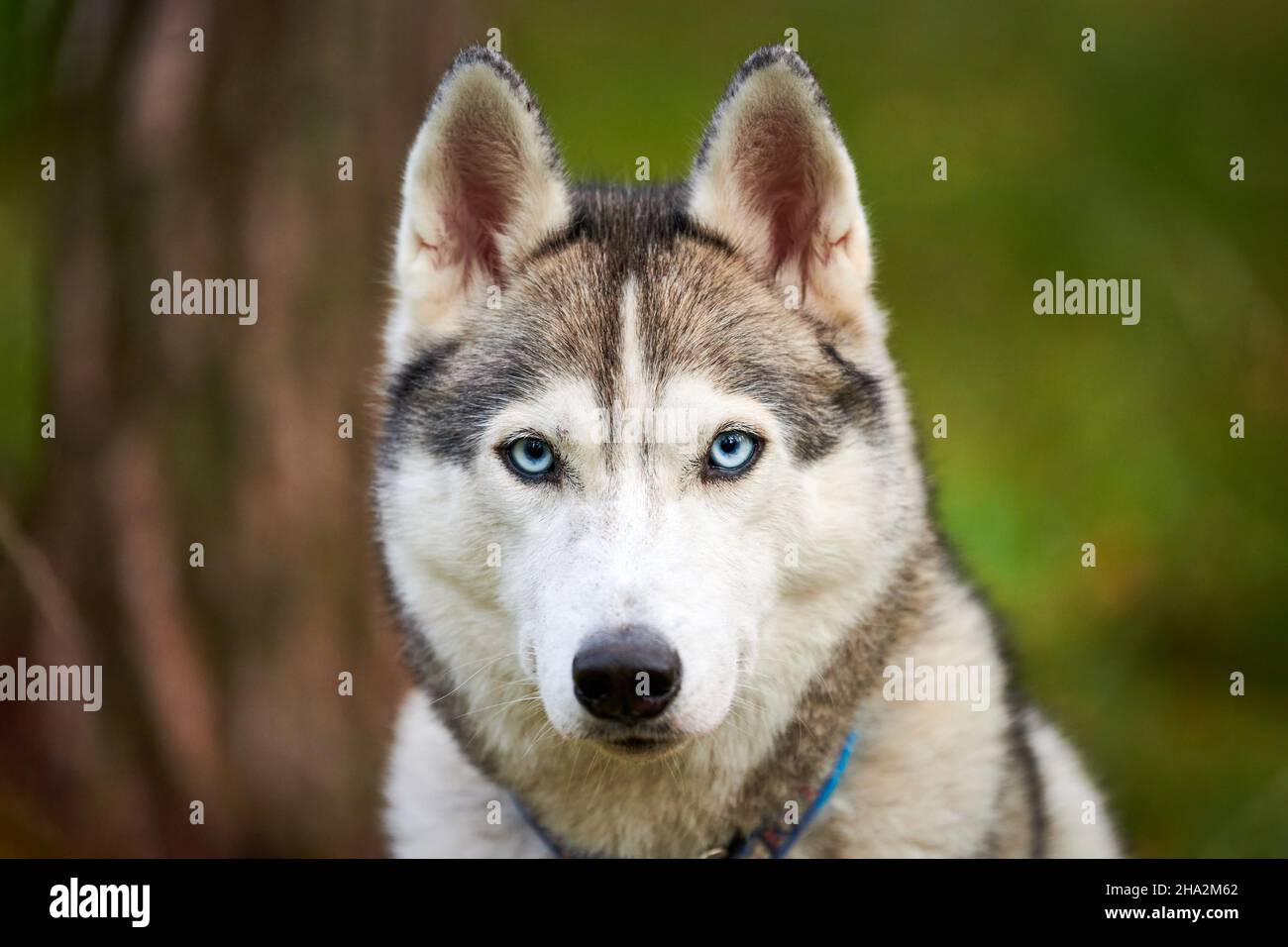 Purebred Siberian Husky dog with beautiful blue eyes in collar ...