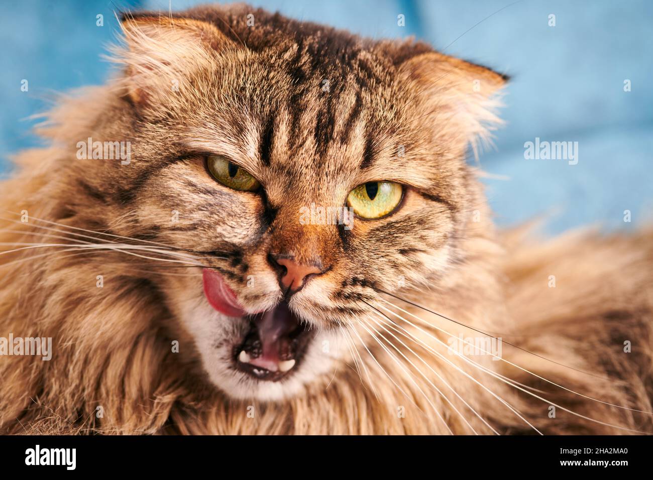 Purebred longhair Highland Scottish Fold cat licking lips, fluffy ...