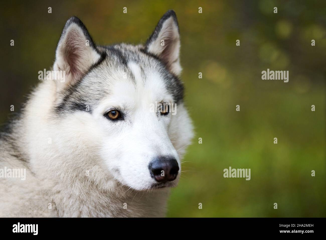 Siberian Husky portrait close up, Siberian Husky face with white and ...