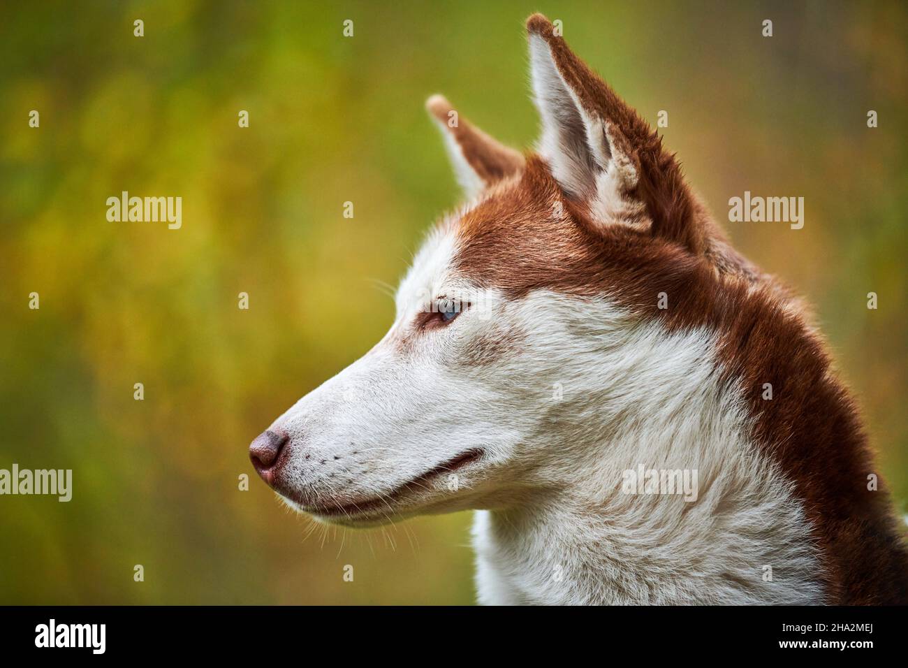 Siberian Husky portrait close up, Siberian Husky face side view with ...