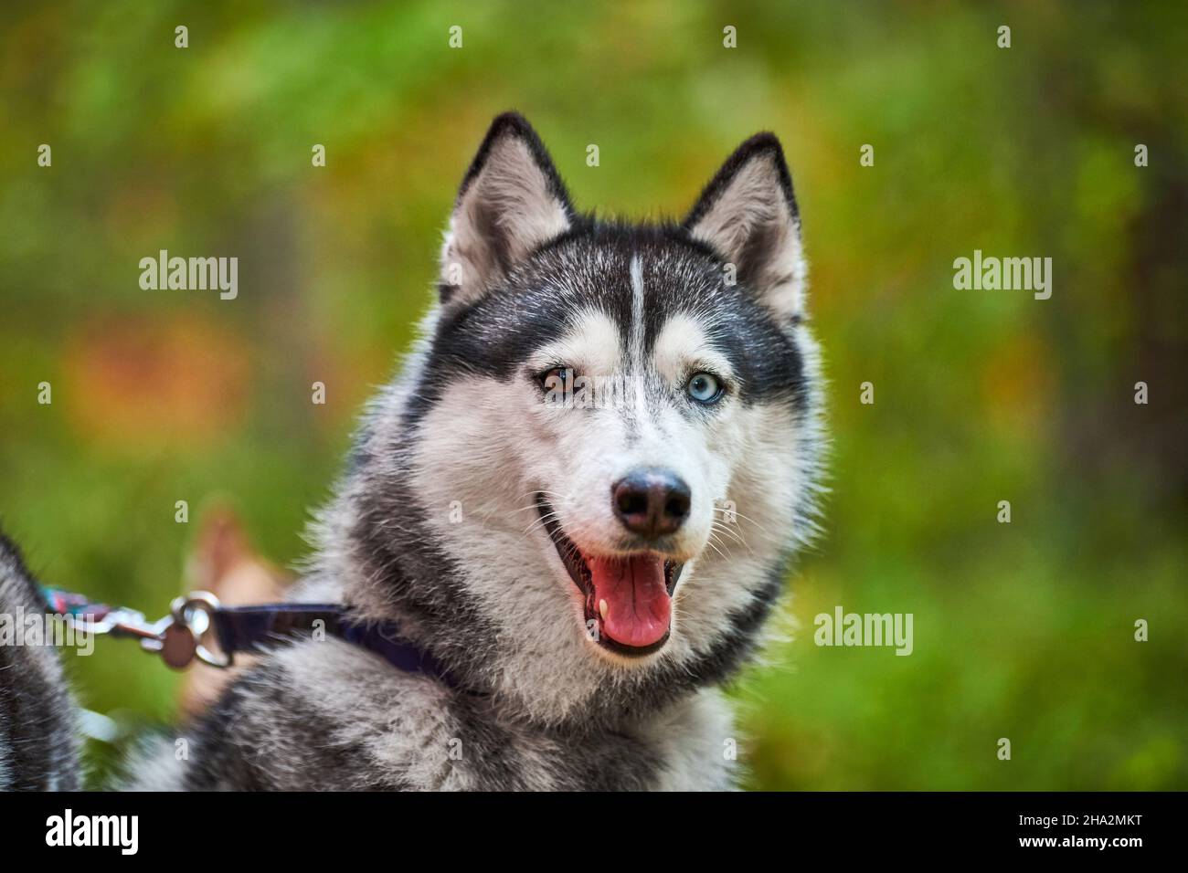 Purebred Siberian Husky dog with open mouth sticking out tongue ...