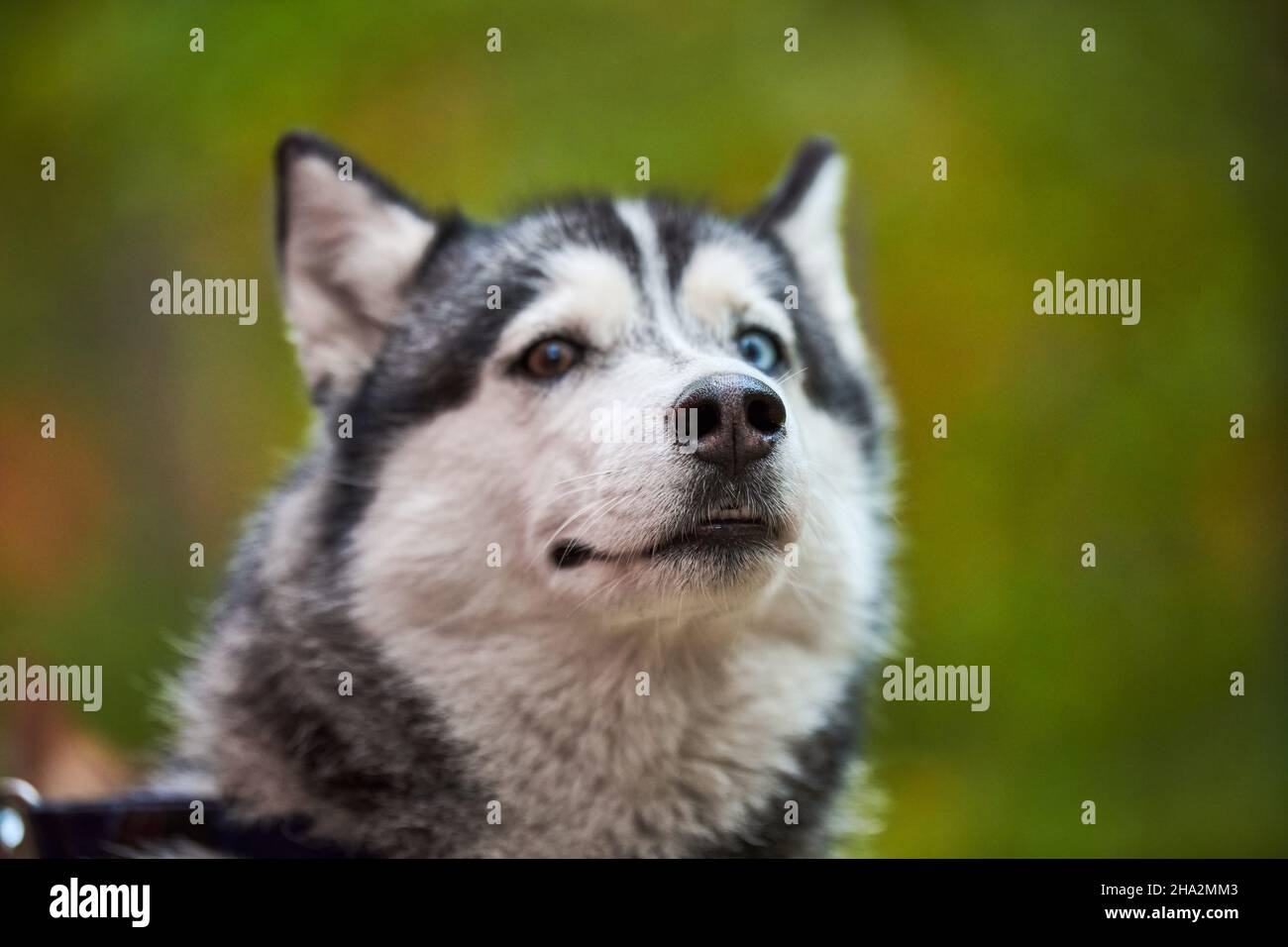 Purebred Siberian Husky dog head, blurred green natural background ...