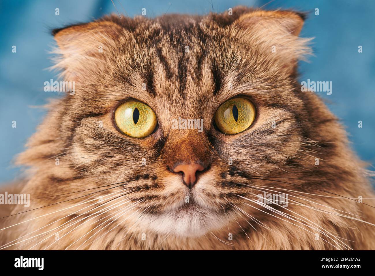 Purebred longhair Highland Scottish Fold cat portrait, fluffy marble ...