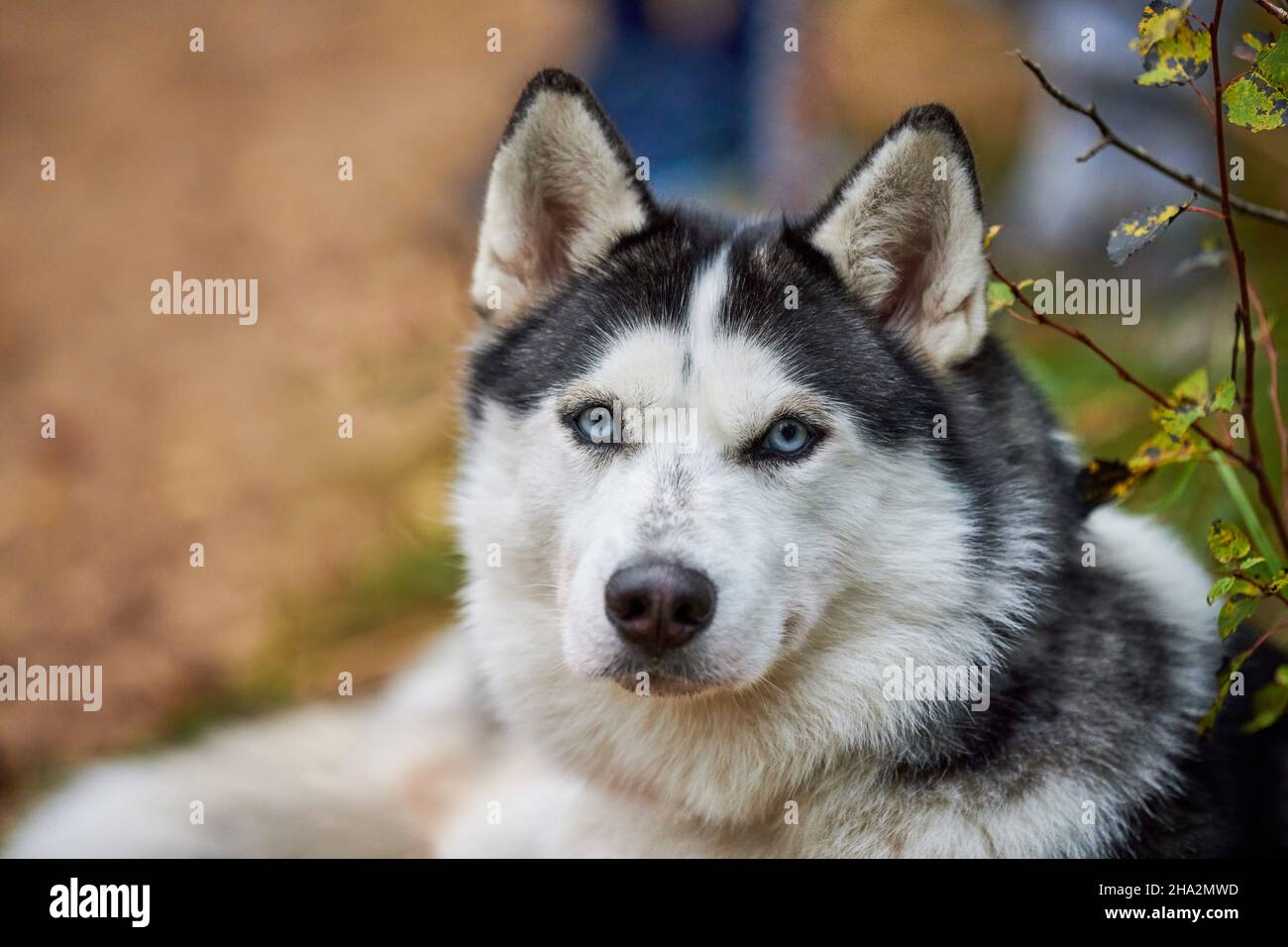Purebred Siberian Husky dog with beautiful blue eyes in collar ...