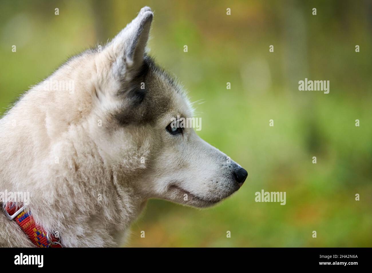 Siberian Husky portrait close up, Siberian Husky face side view with ...