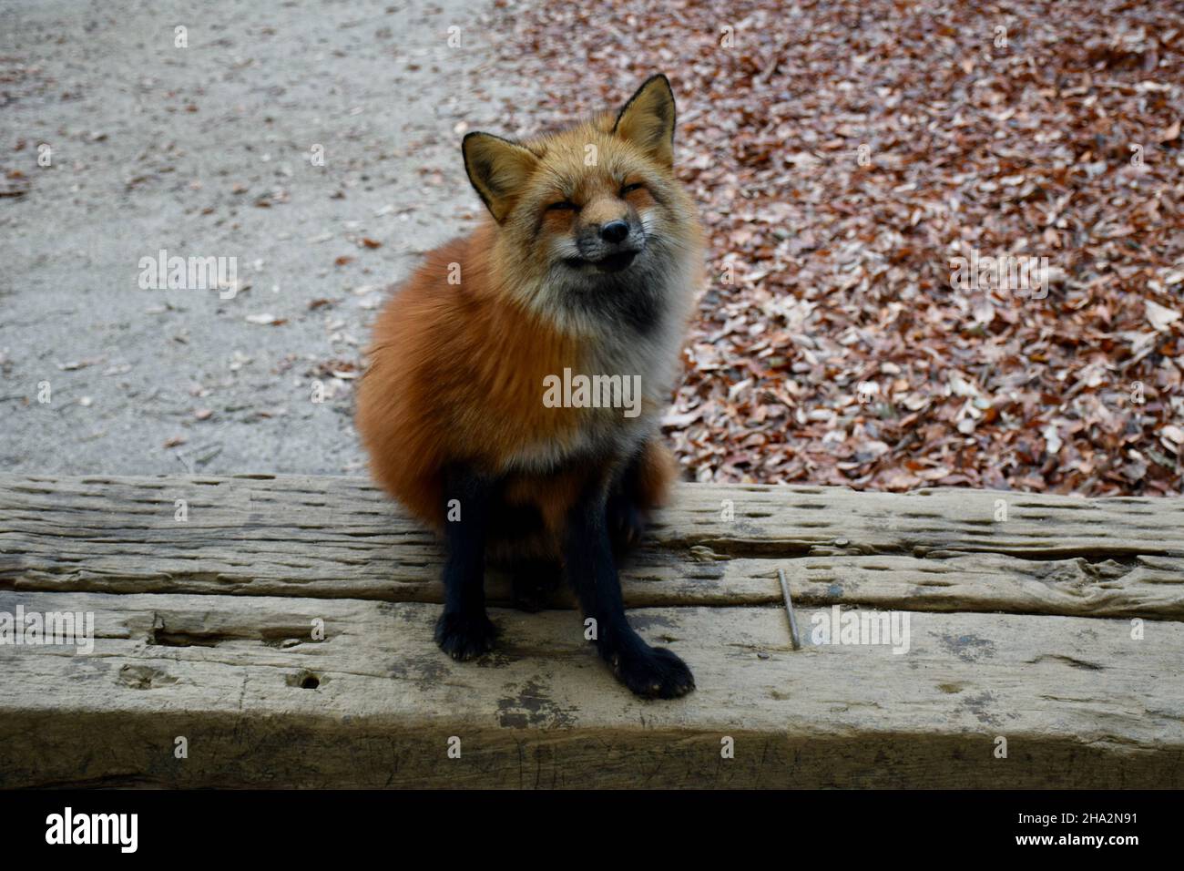 Photo of fox at the fox village in Japan Stock Photo - Alamy