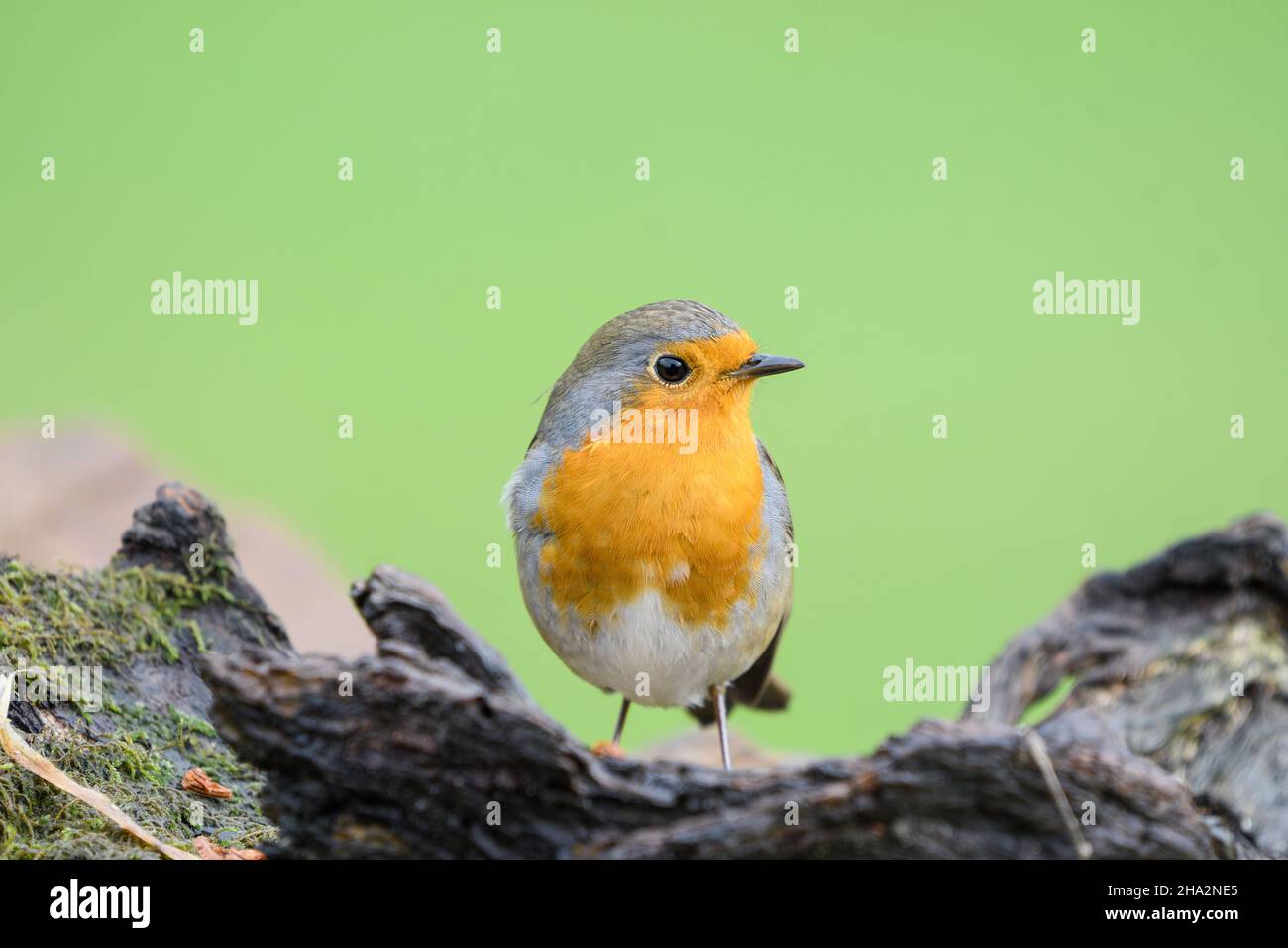 Animales robin hi-res stock photography and images - Alamy