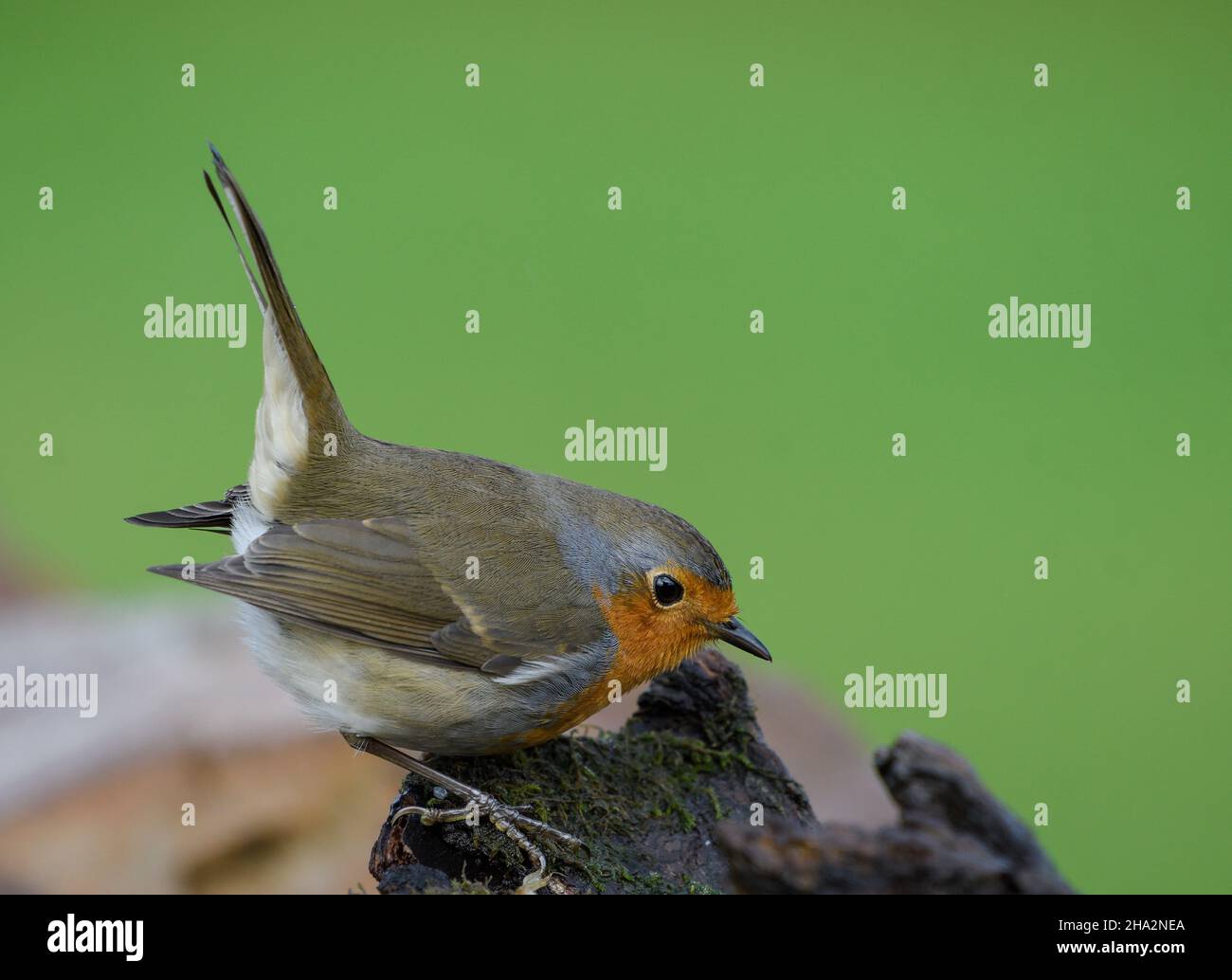 Animales robin hi-res stock photography and images - Alamy