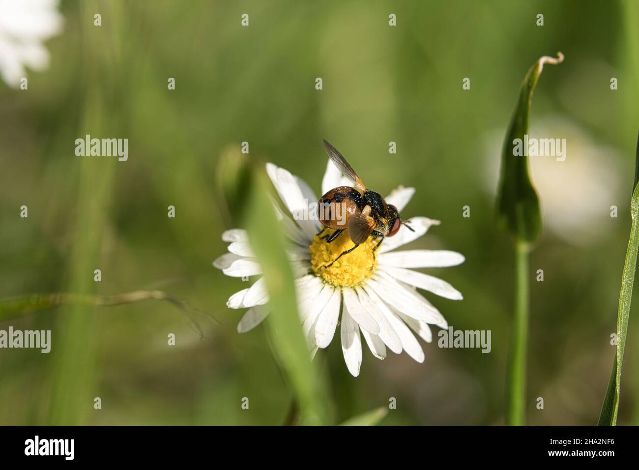crawling beetle on a flower in macro photography. detailed and ...