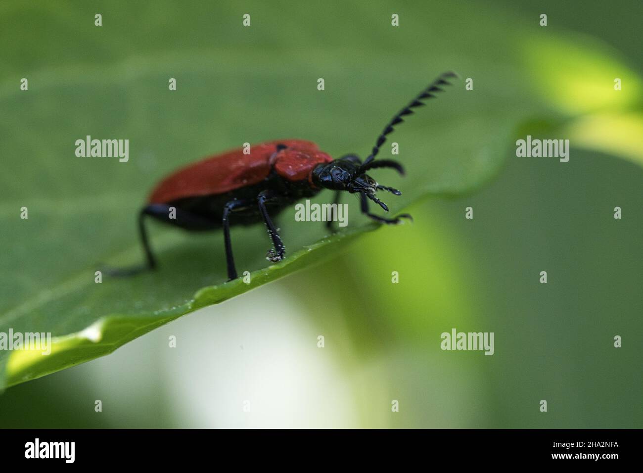 crawling beetle on a flower in macro photography. detailed and ...