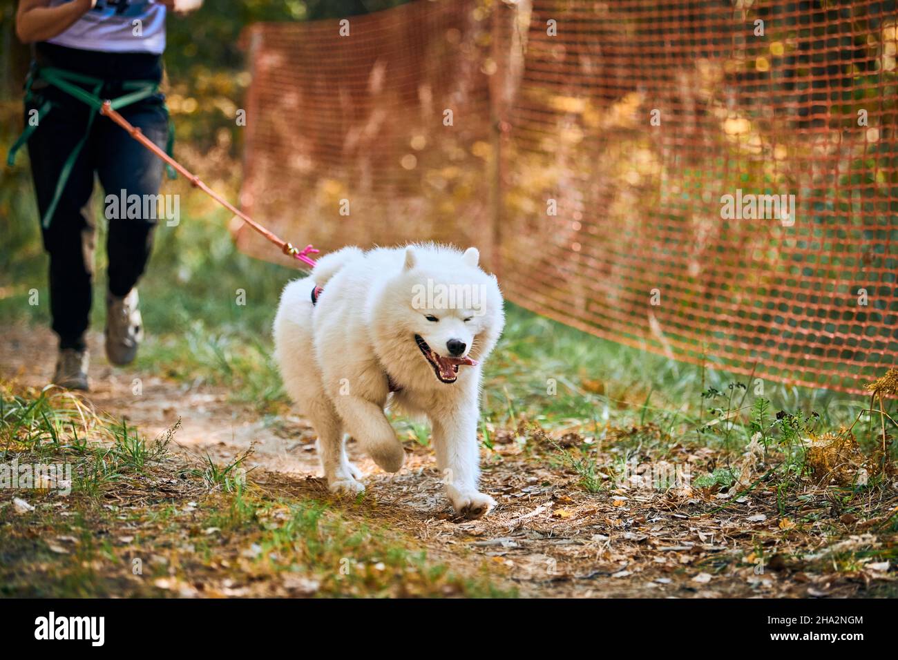 Canicross cross country running with Samoyed dog, female musher running ...