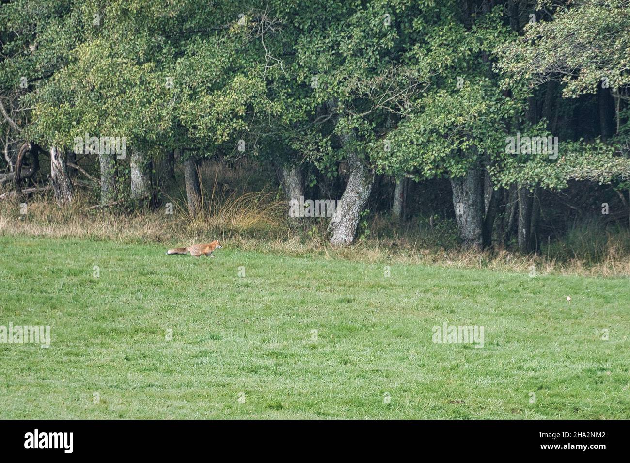 Fox mange hi-res stock photography and images - Alamy