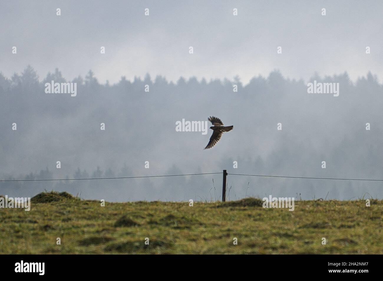 bird of prey that brings its beaten prey away. In the morning during a ...