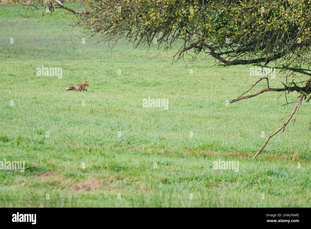 Photo of a red fox hi-res stock photography and images - Alamy